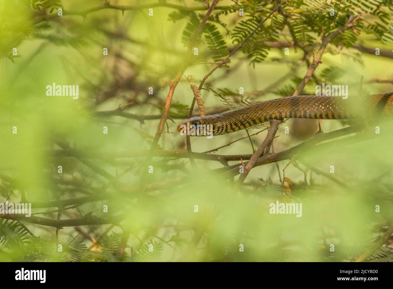 Indian Rat snake (Ptyas mucosa Stock Photo - Alamy