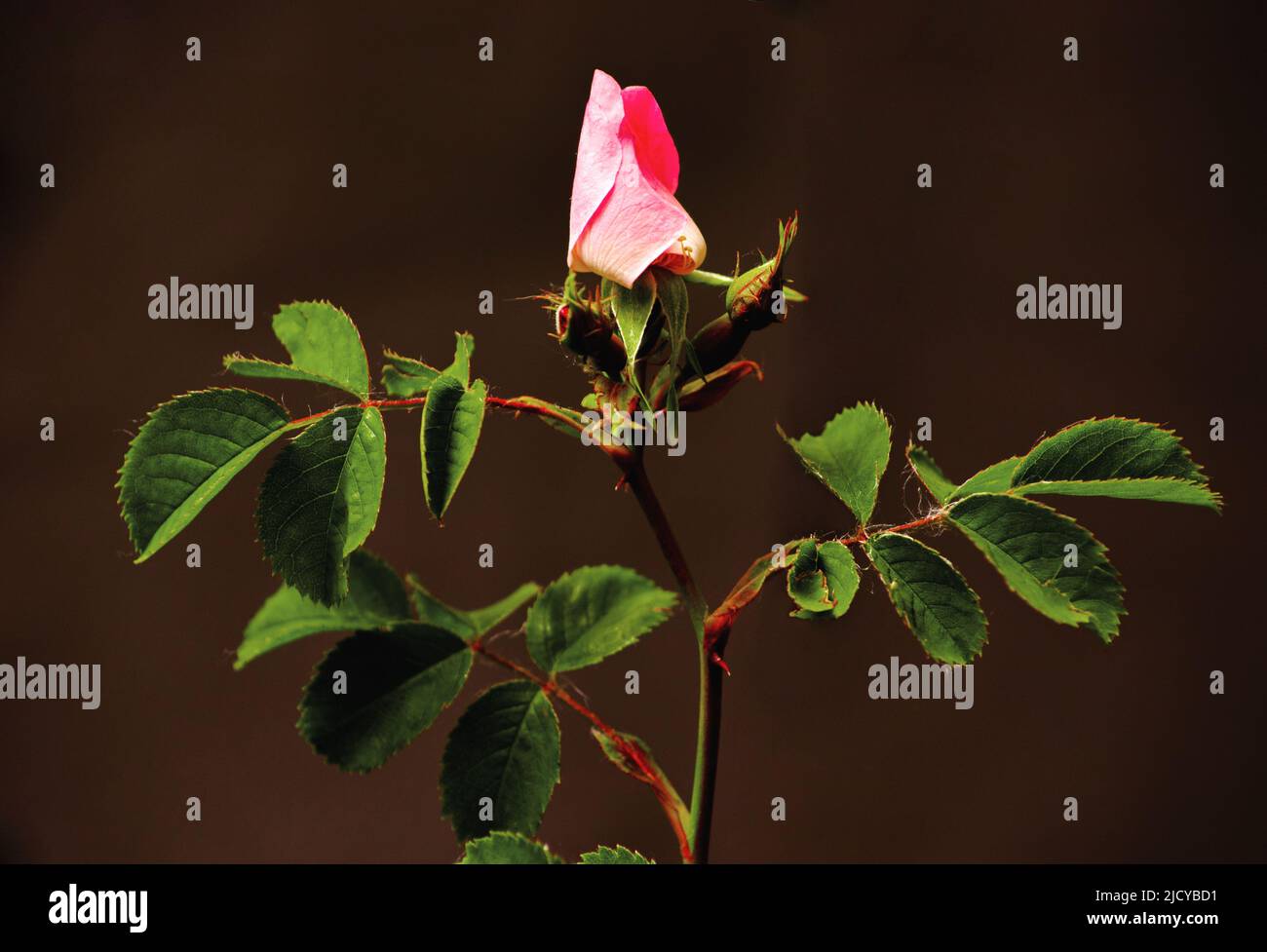 Image of an unopened bud of a wild rose Stock Photo - Alamy