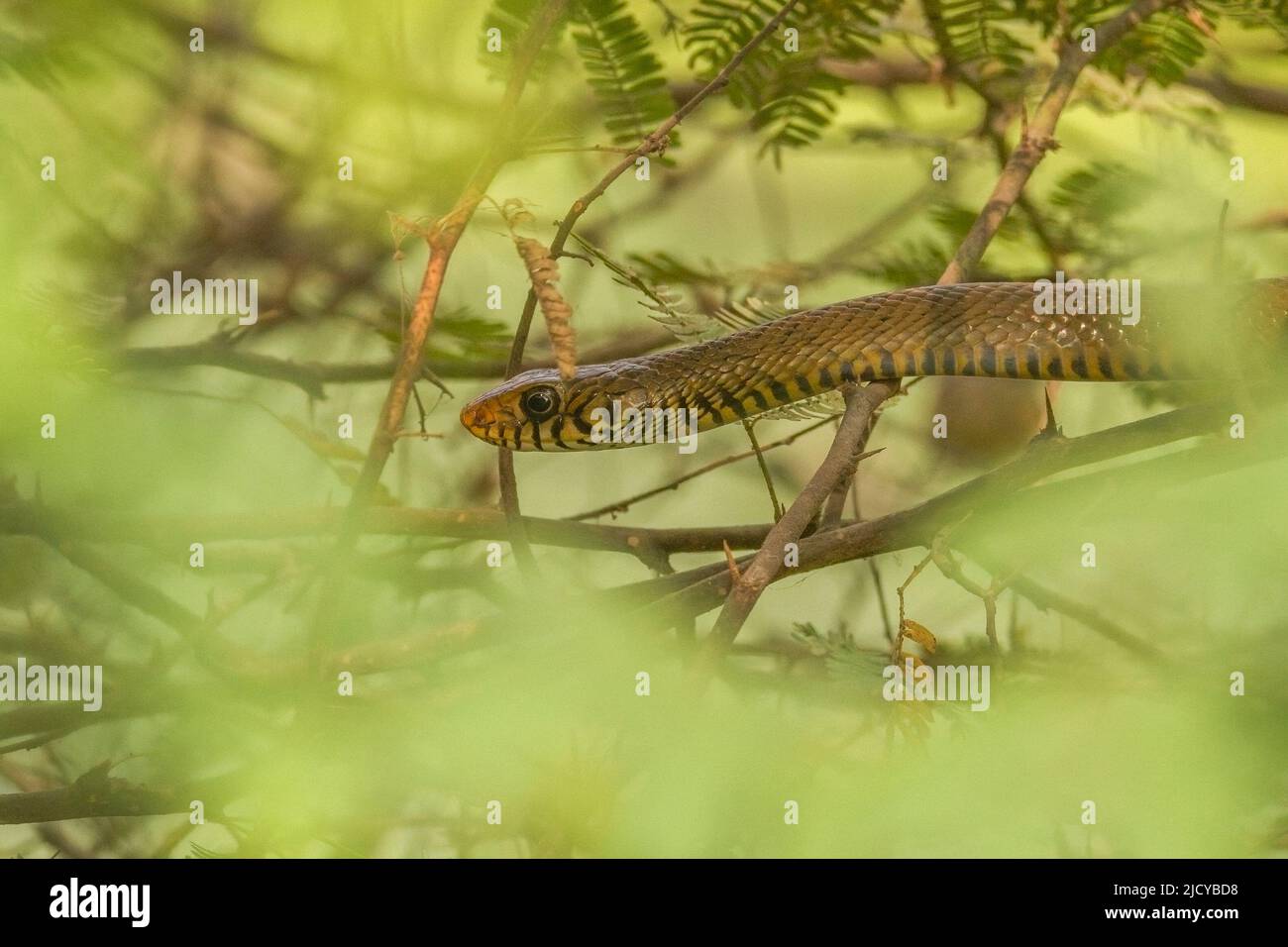 Indian Rat snake (Ptyas mucosa Stock Photo - Alamy