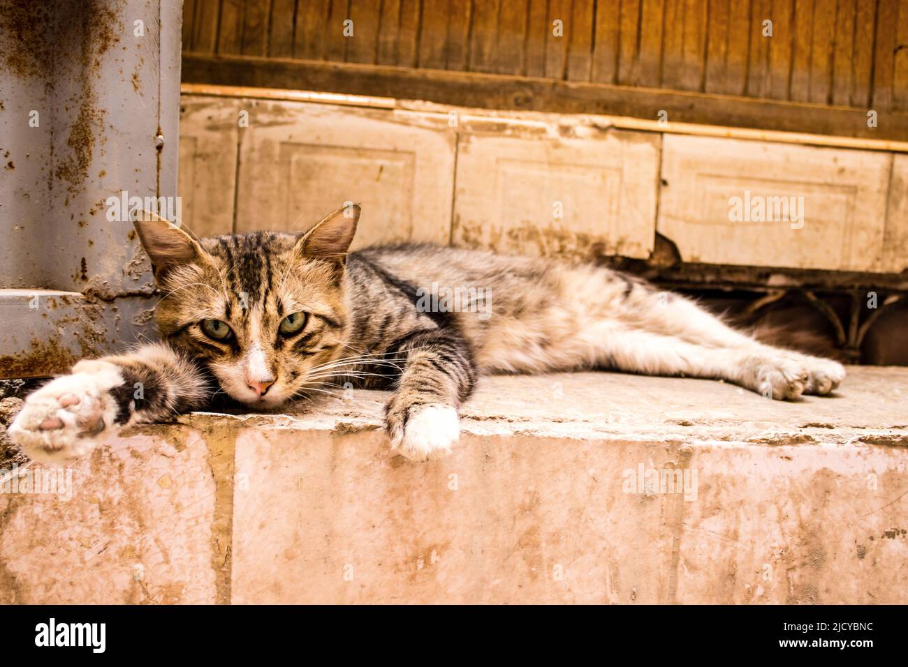 Fez, Morocco - June 16, 2022 Domestic cat living in the streets of Fez ...