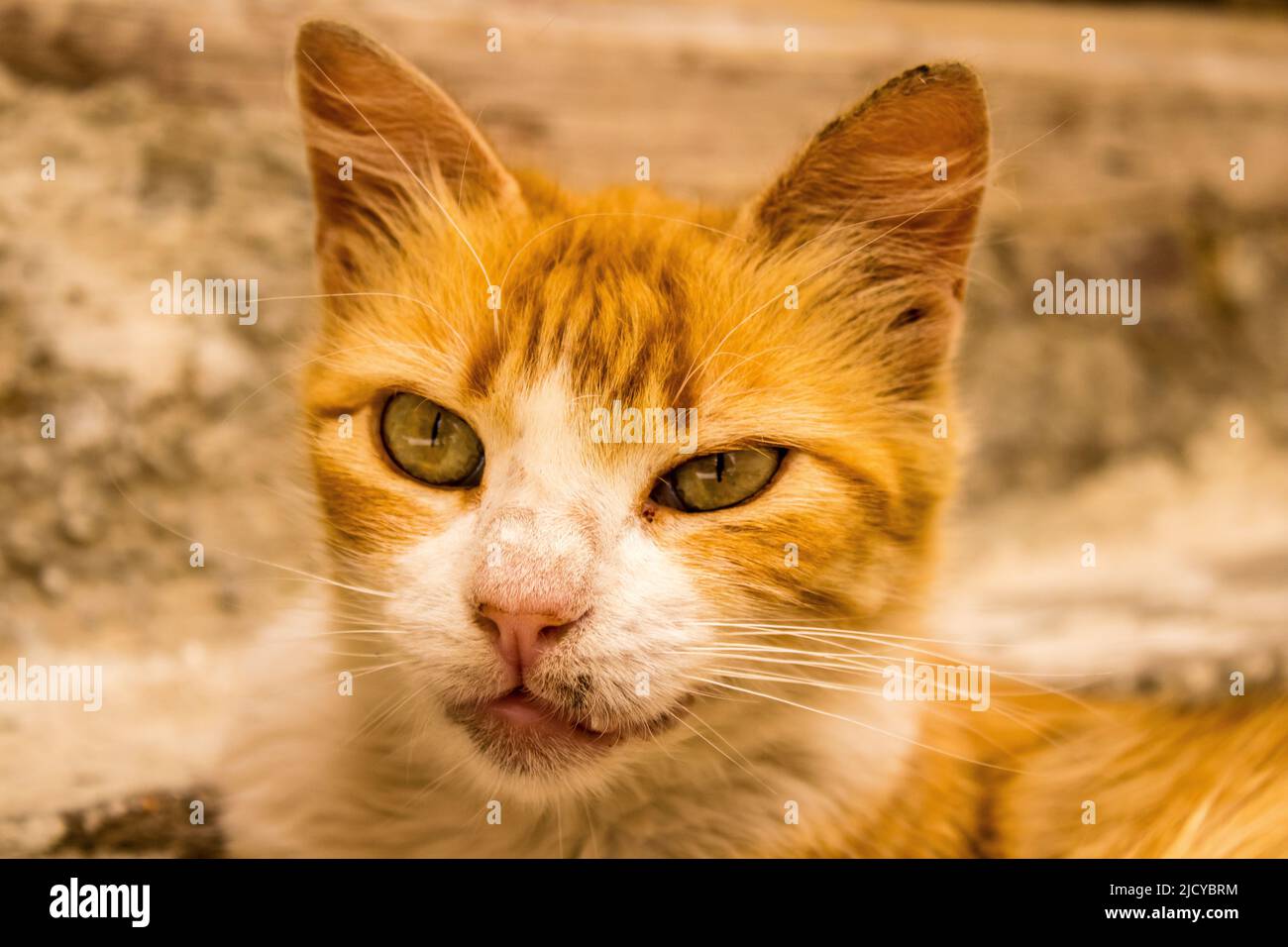 Fez, Morocco - June 16, 2022 Domestic cat living in the streets of Fez ...