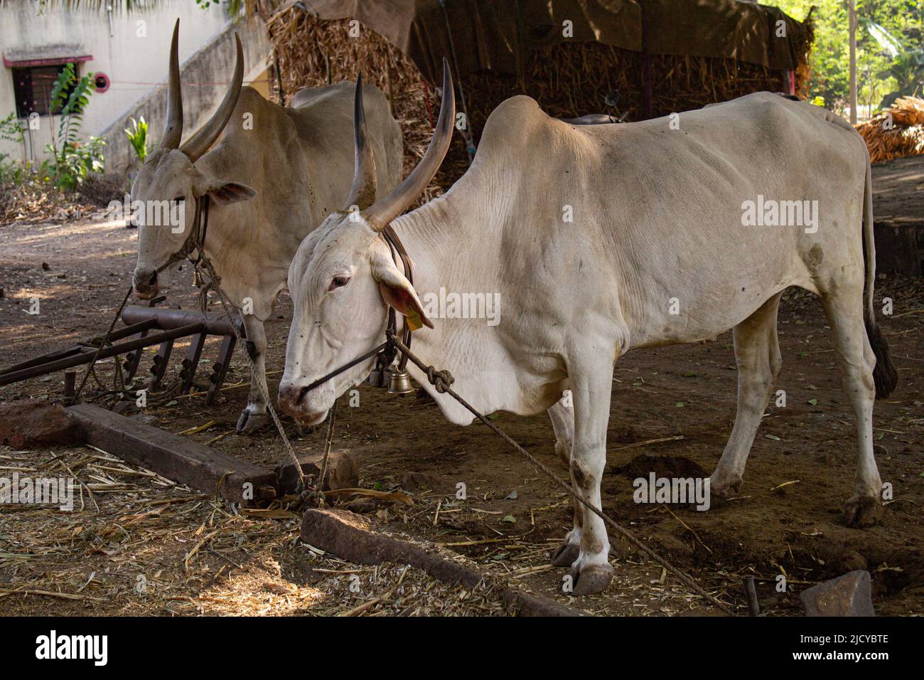 Indian village life hi-res stock photography and images - Alamy