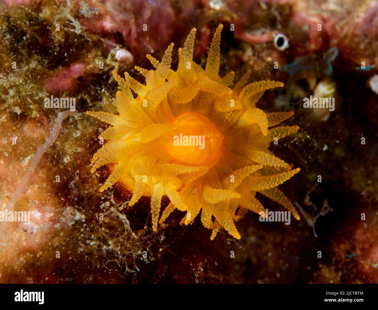 Single polyp hi-res stock photography and images - Alamy