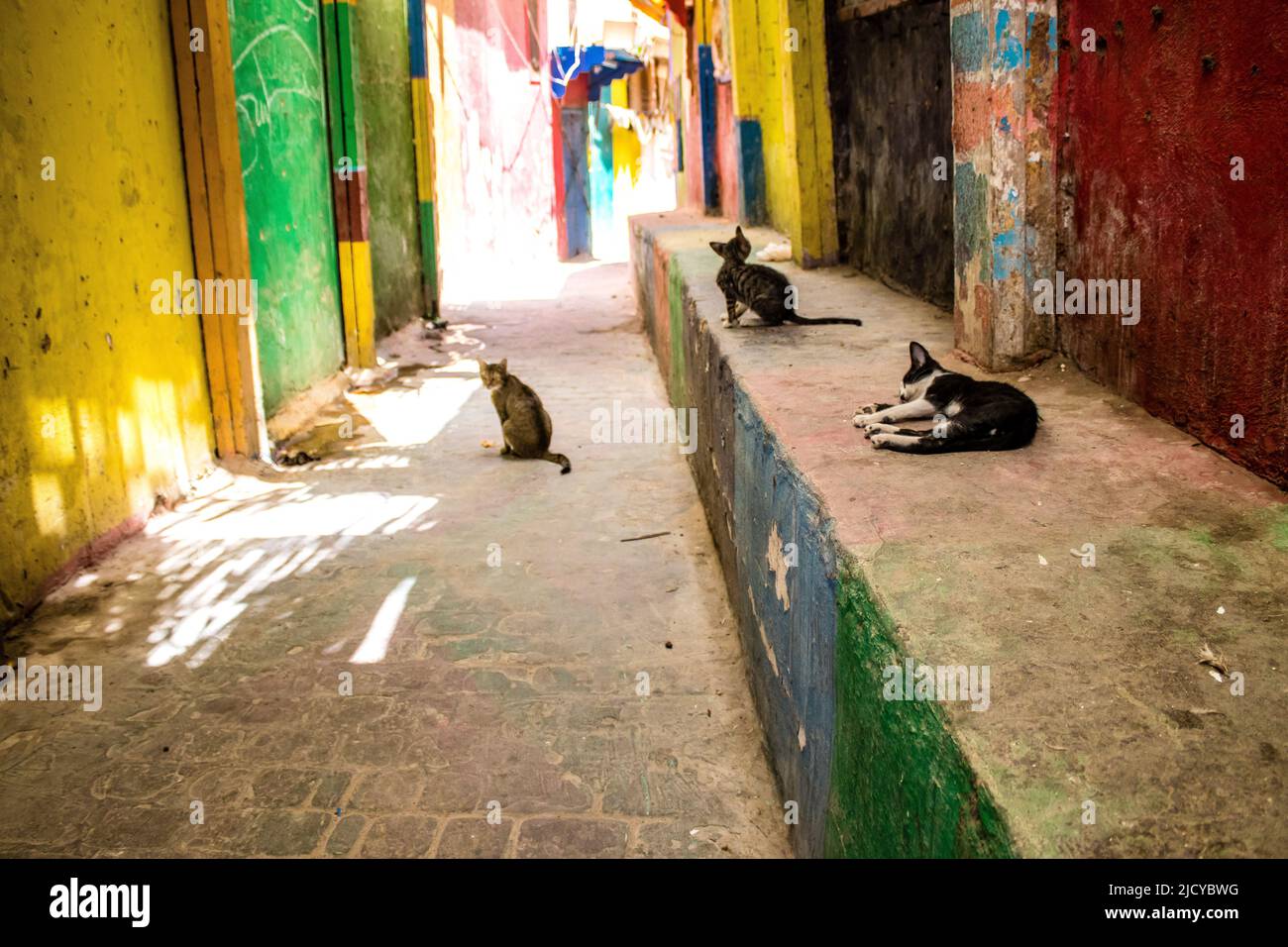 Fez, Morocco - June 16, 2022 Domestic cat living in the streets of Fez ...