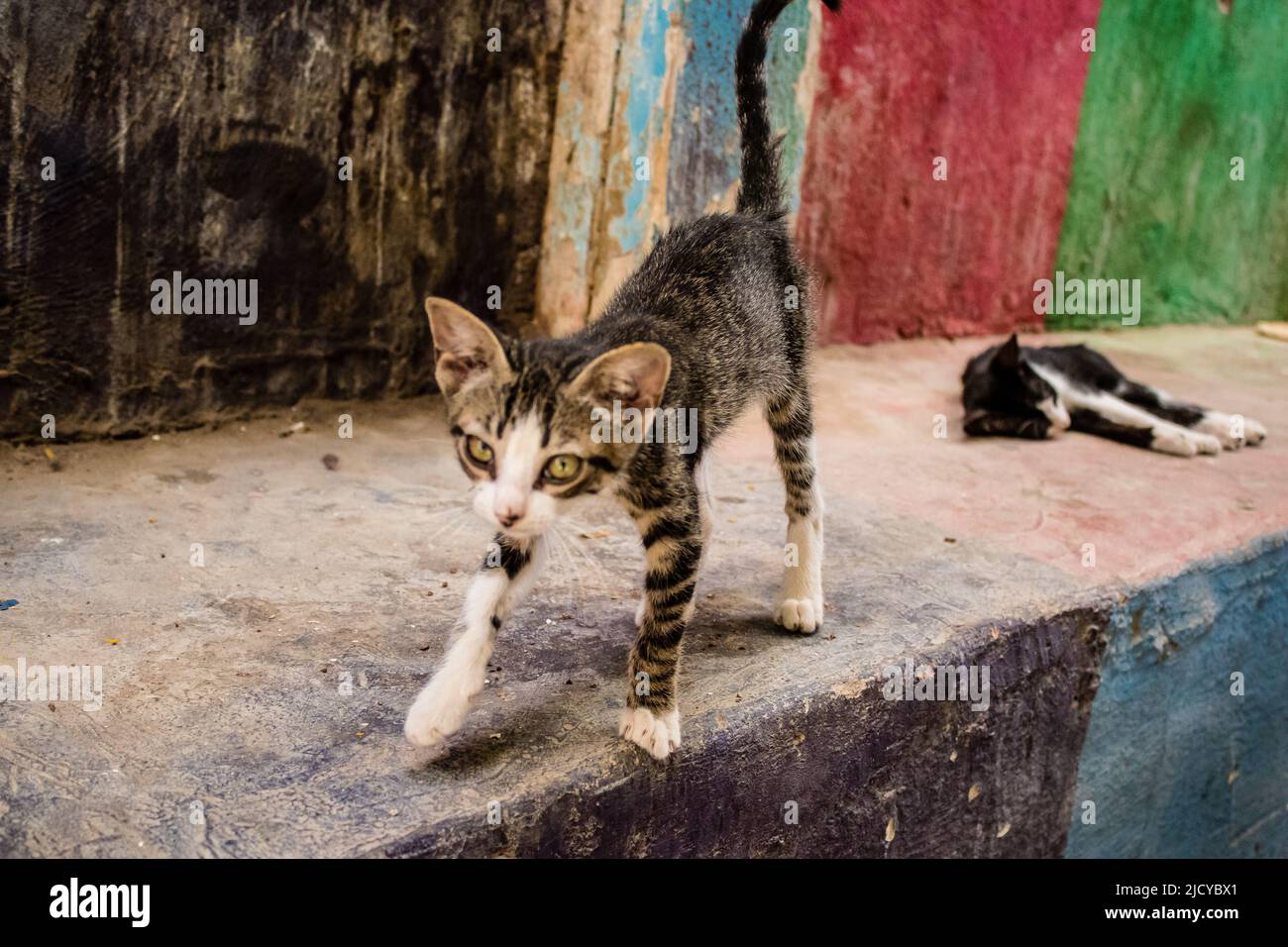 Fez, Morocco - June 16, 2022 Domestic cat living in the streets of Fez ...