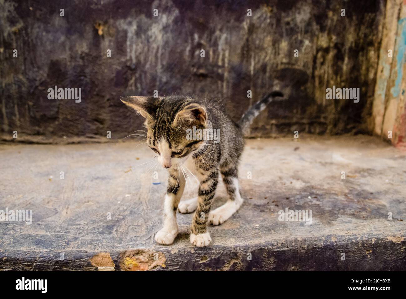 Fez, Morocco - June 16, 2022 Domestic cat living in the streets of Fez ...