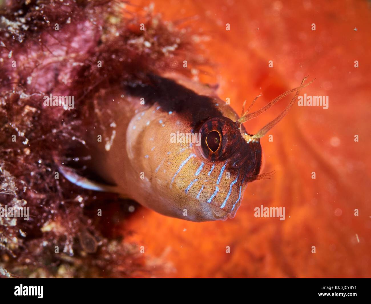 Portrait of a parablennius rouxi. Adults occur in the shallow littoral ...