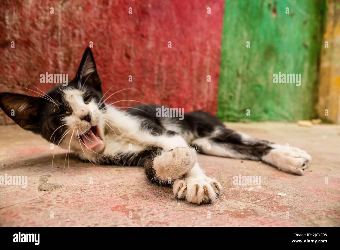 Fez, Morocco - June 16, 2022 Domestic cat living in the streets of Fez ...