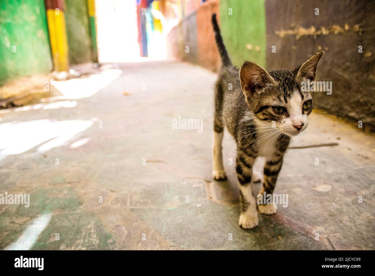 Fez, Morocco - June 16, 2022 Domestic cat living in the streets of Fez ...