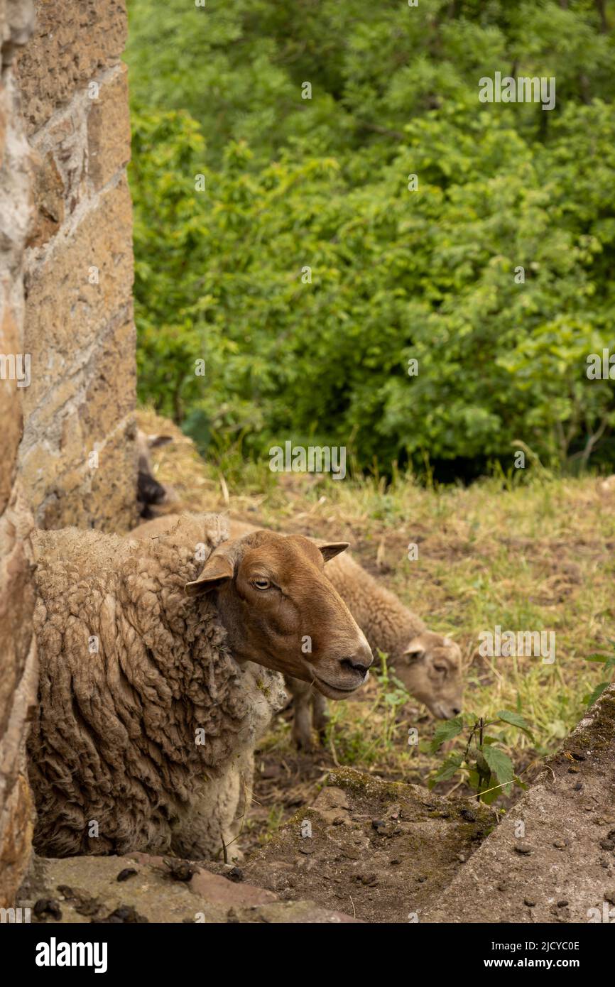 Beautiful sheep farmyard hi-res stock photography and images - Alamy