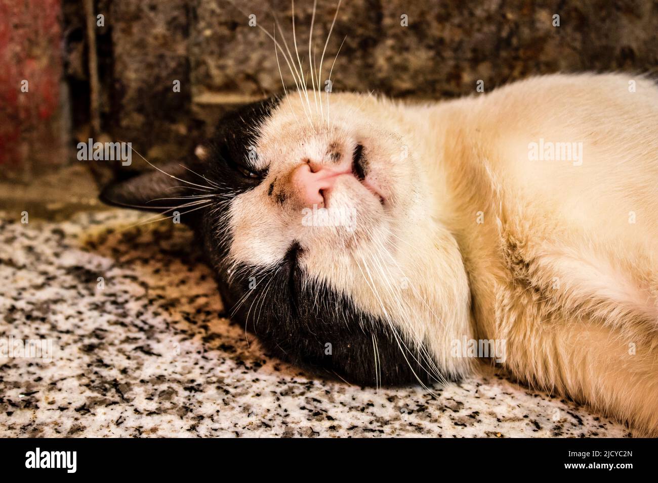 Fez, Morocco - June 16, 2022 Domestic cat living in the streets of Fez ...