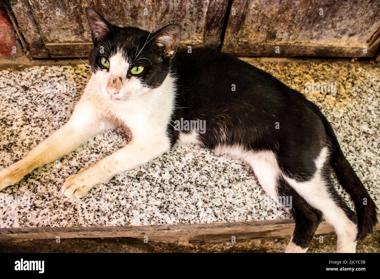 Fez, Morocco - June 16, 2022 Domestic cat living in the streets of Fez ...