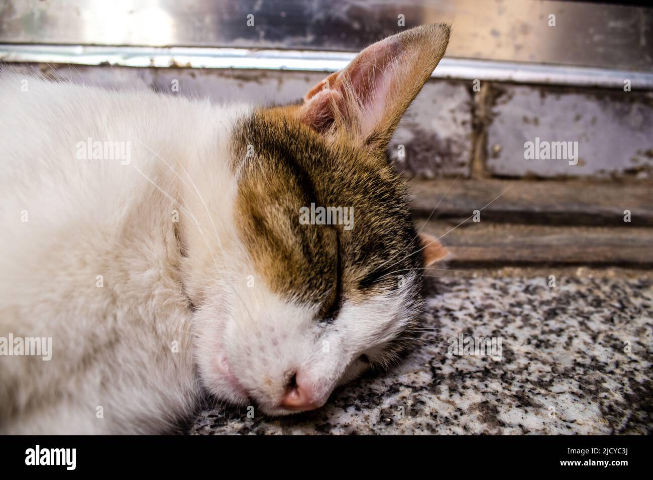 Fez, Morocco - June 16, 2022 Domestic cat living in the streets of Fez ...