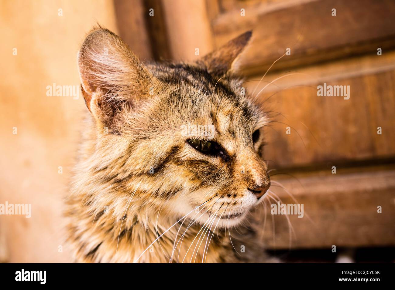 Fez, Morocco - June 16, 2022 Domestic cat living in the streets of Fez ...