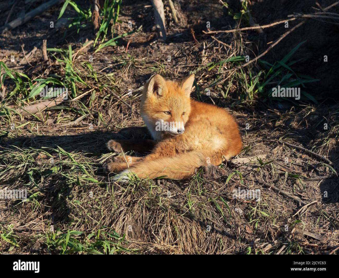 Canine rest hi-res stock photography and images - Alamy