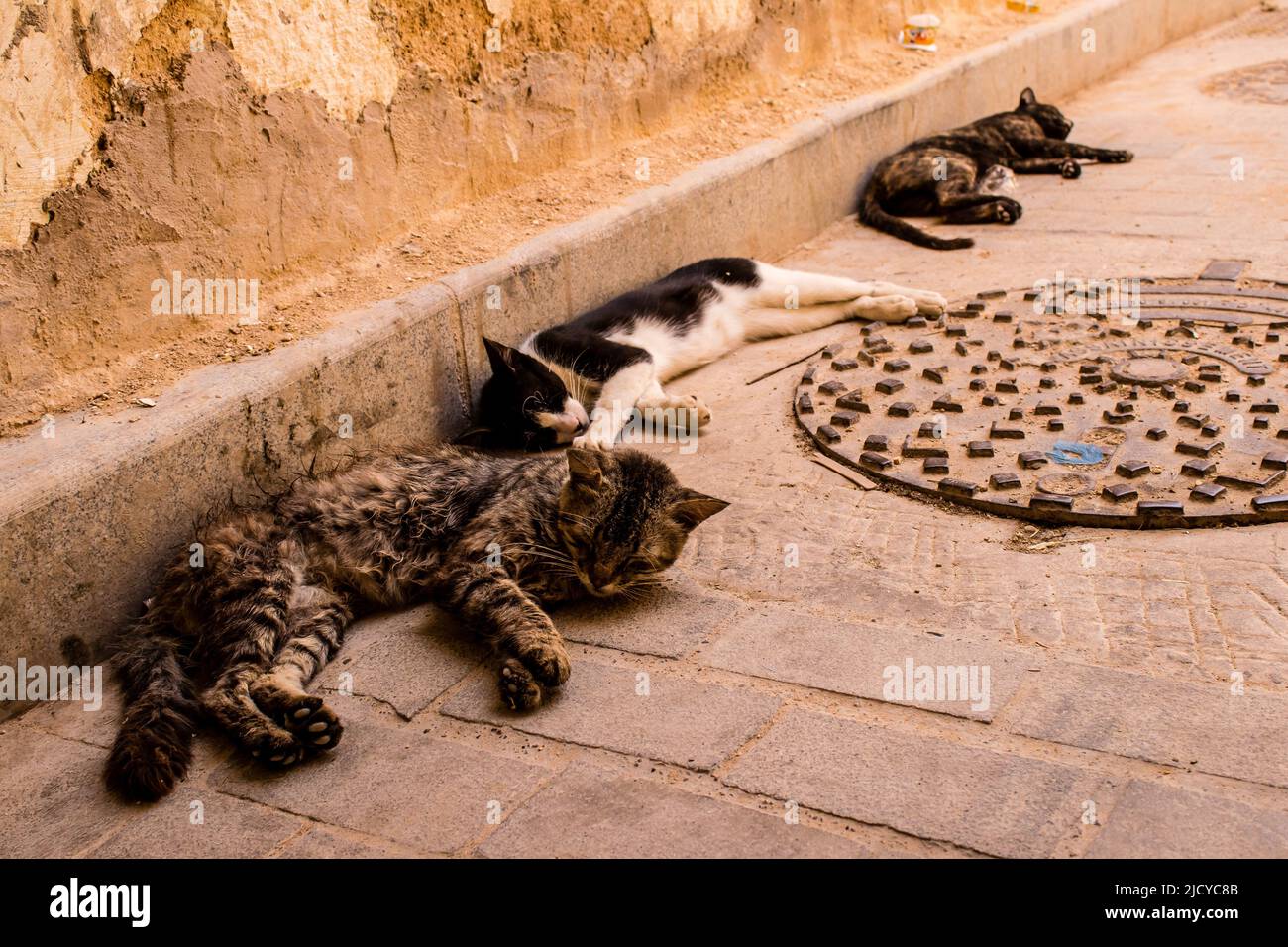 Fez, Morocco - June 16, 2022 Domestic cat living in the streets of Fez ...