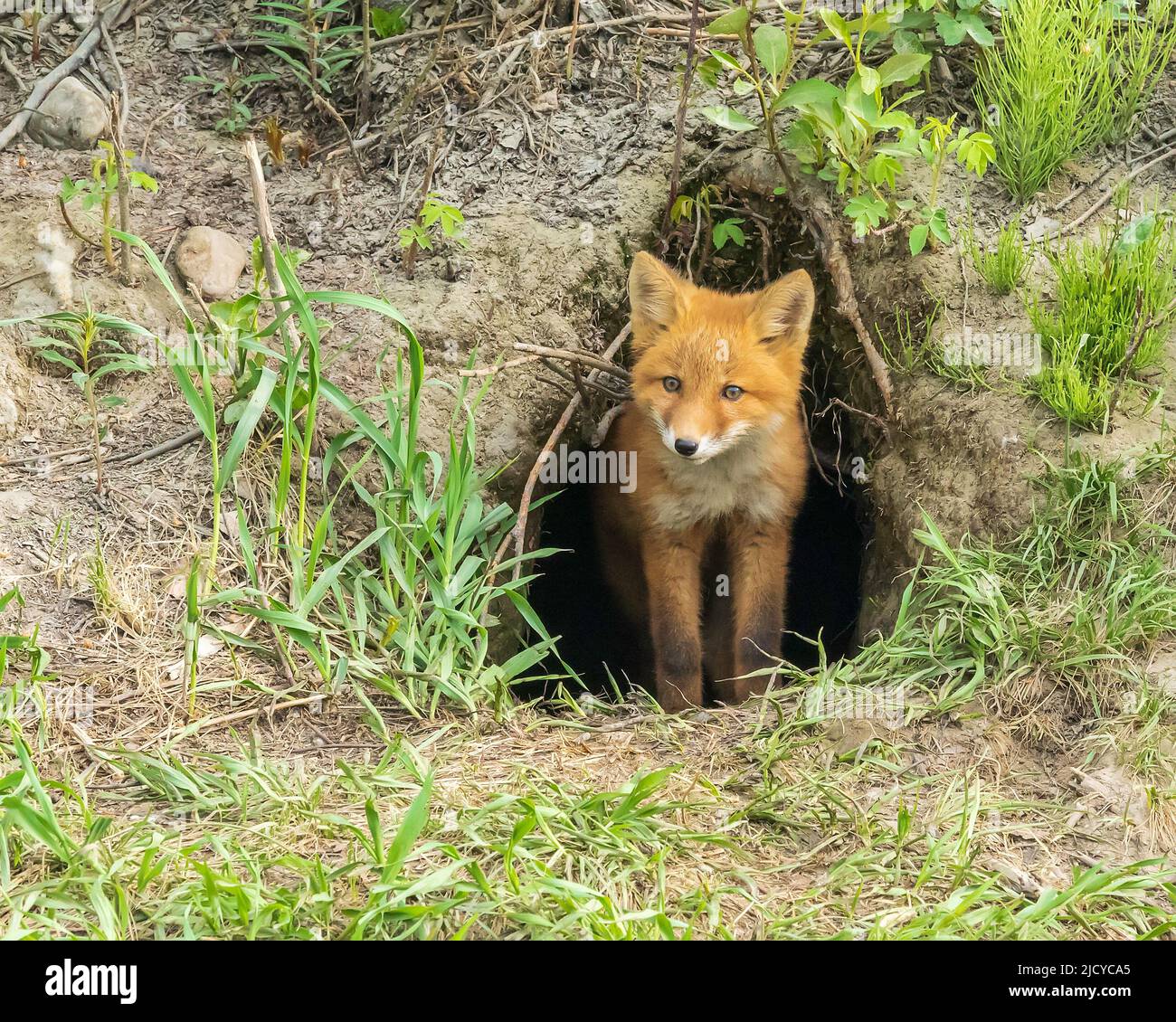 Fox tree den hi-res stock photography and images - Alamy