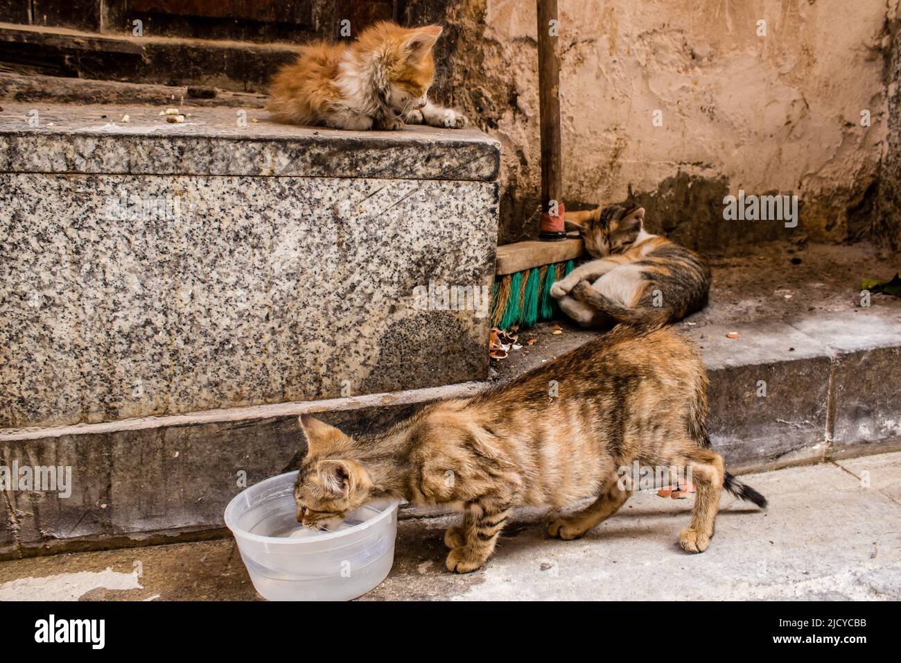 Fez, Morocco - June 16, 2022 Domestic cat living in the streets of Fez ...