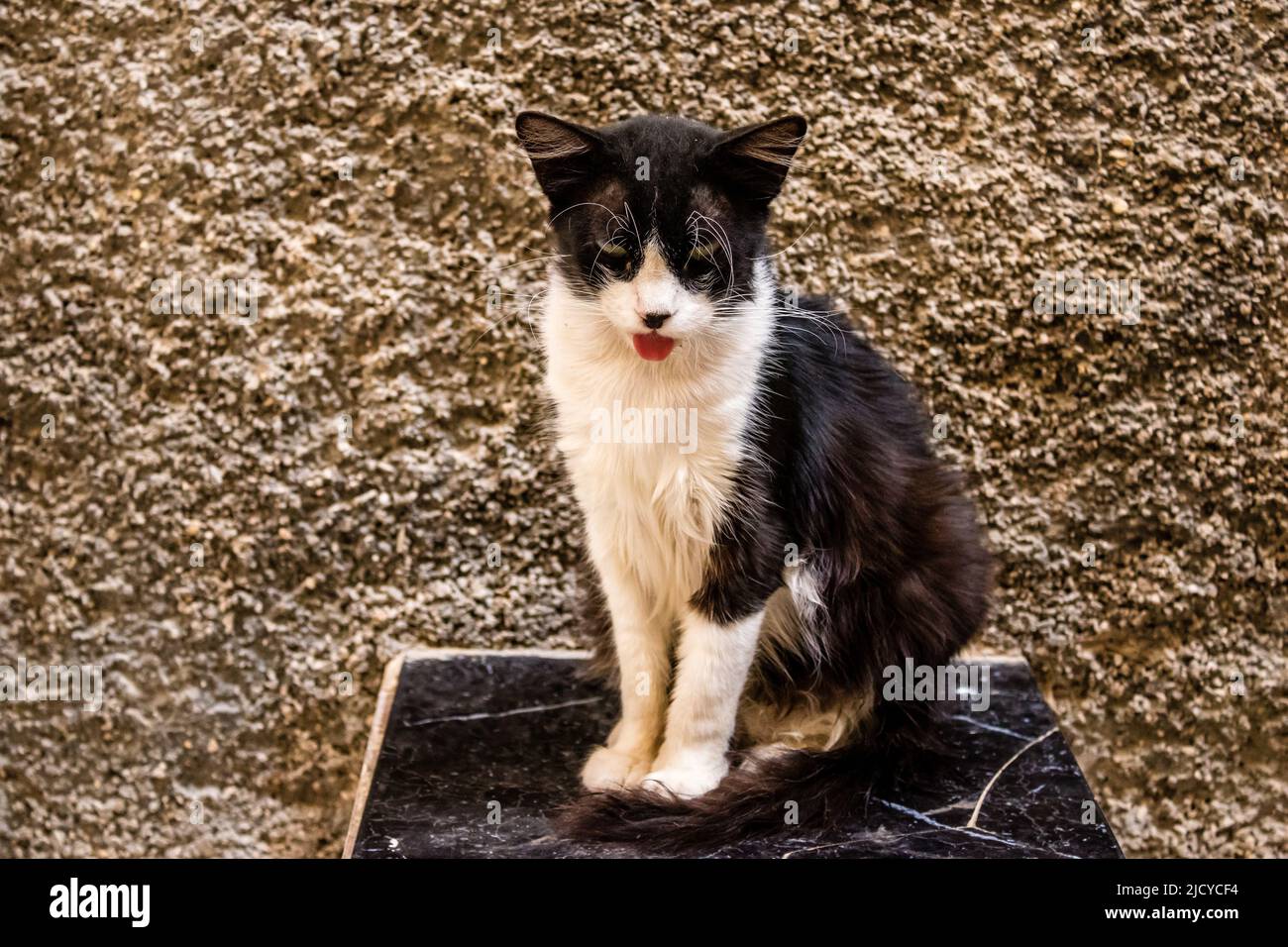 Fez, Morocco - June 16, 2022 Domestic cat living in the streets of Fez ...