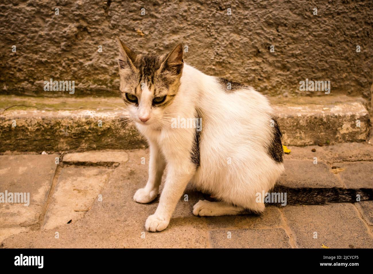 Fez, Morocco - June 16, 2022 Domestic cat living in the streets of Fez ...