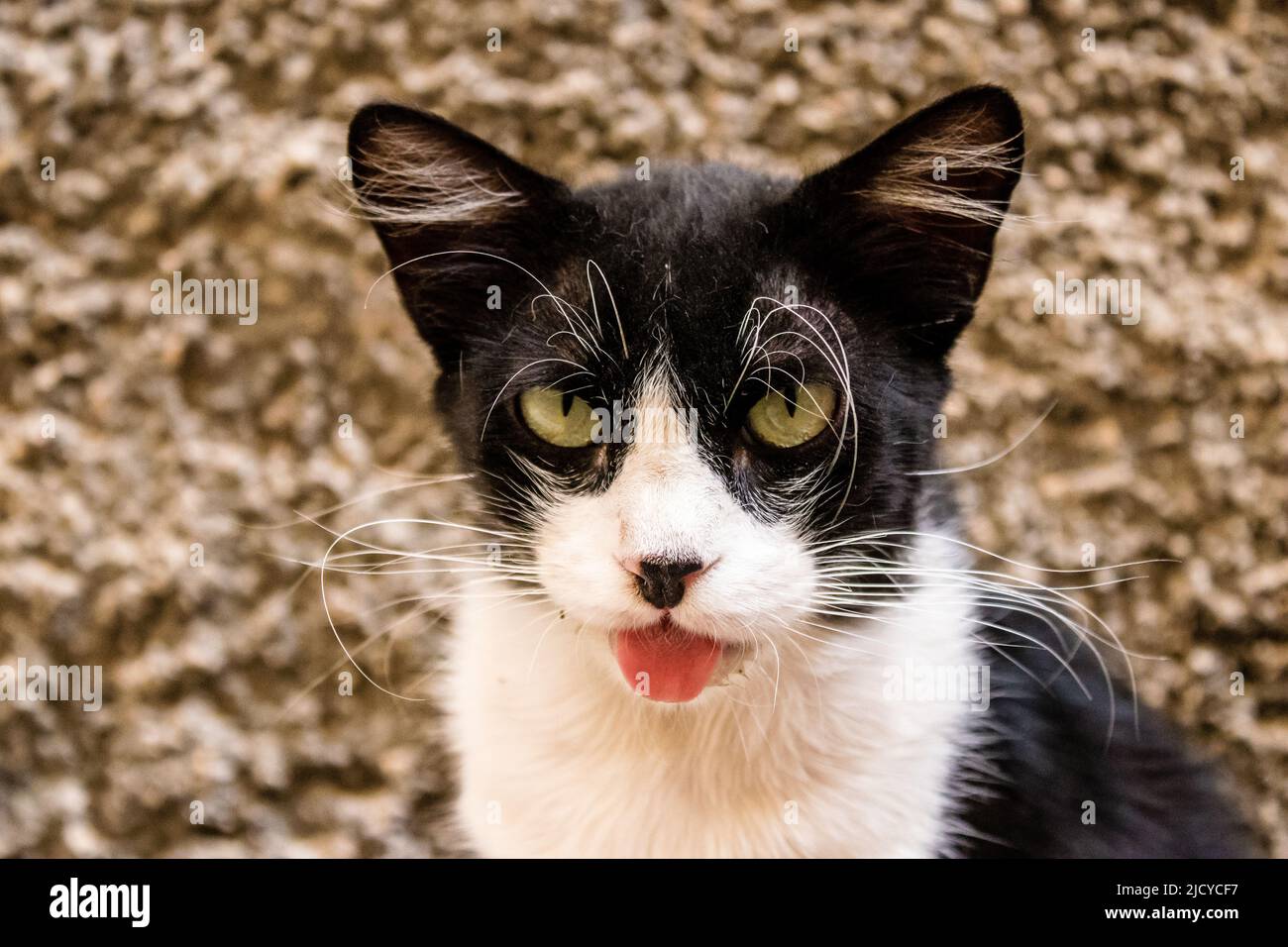 Fez, Morocco - June 16, 2022 Domestic cat living in the streets of Fez ...