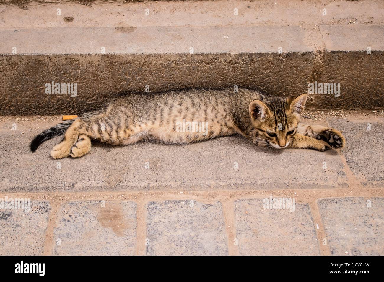 Fez, Morocco - June 16, 2022 Domestic cat living in the streets of Fez ...