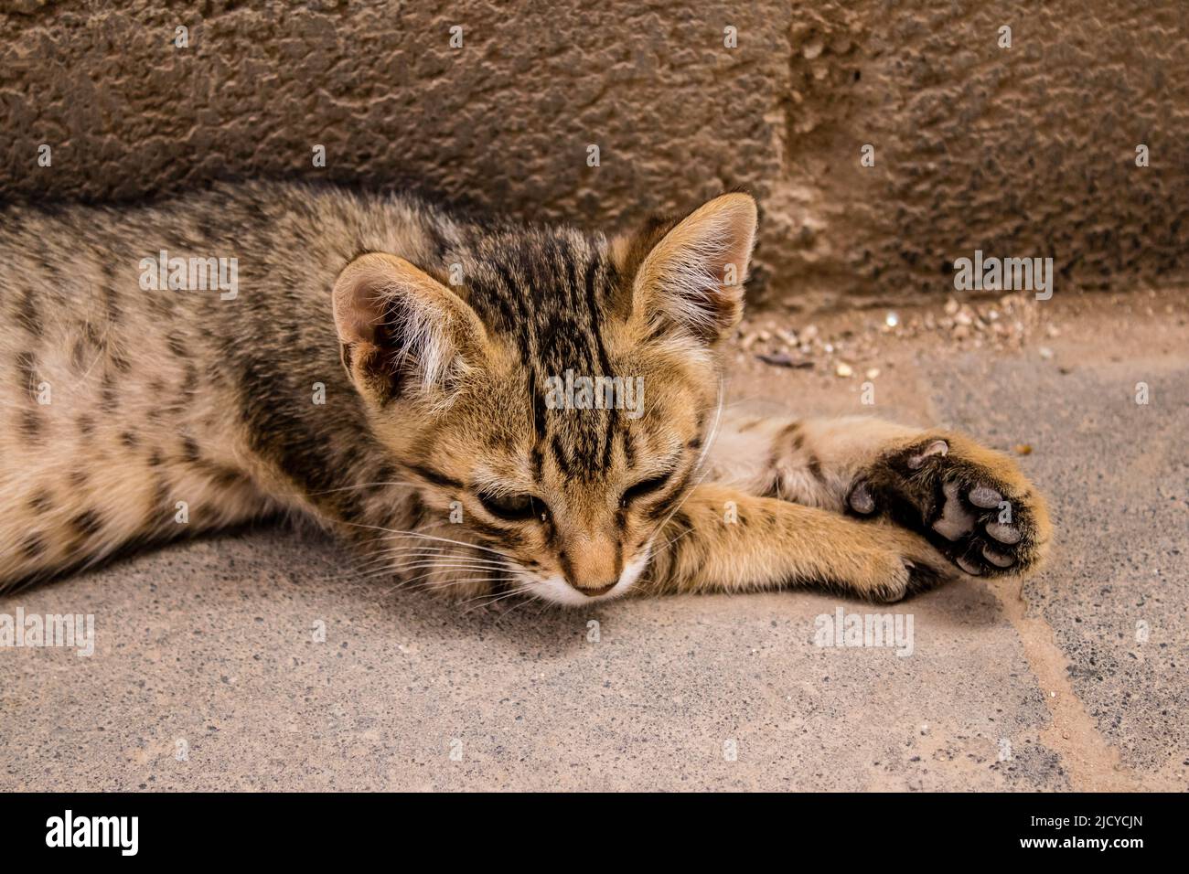 Fez, Morocco - June 16, 2022 Domestic cat living in the streets of Fez ...