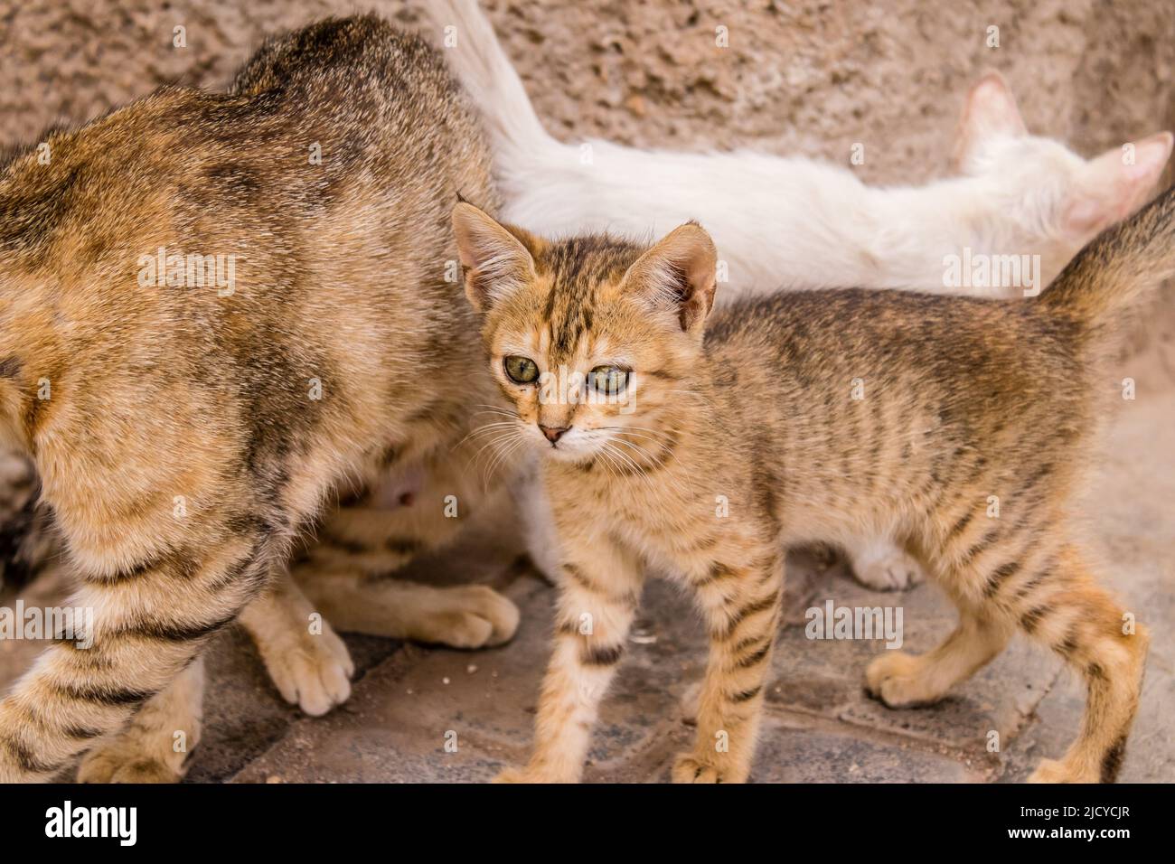 Fez, Morocco - June 16, 2022 Domestic cat living in the streets of Fez ...