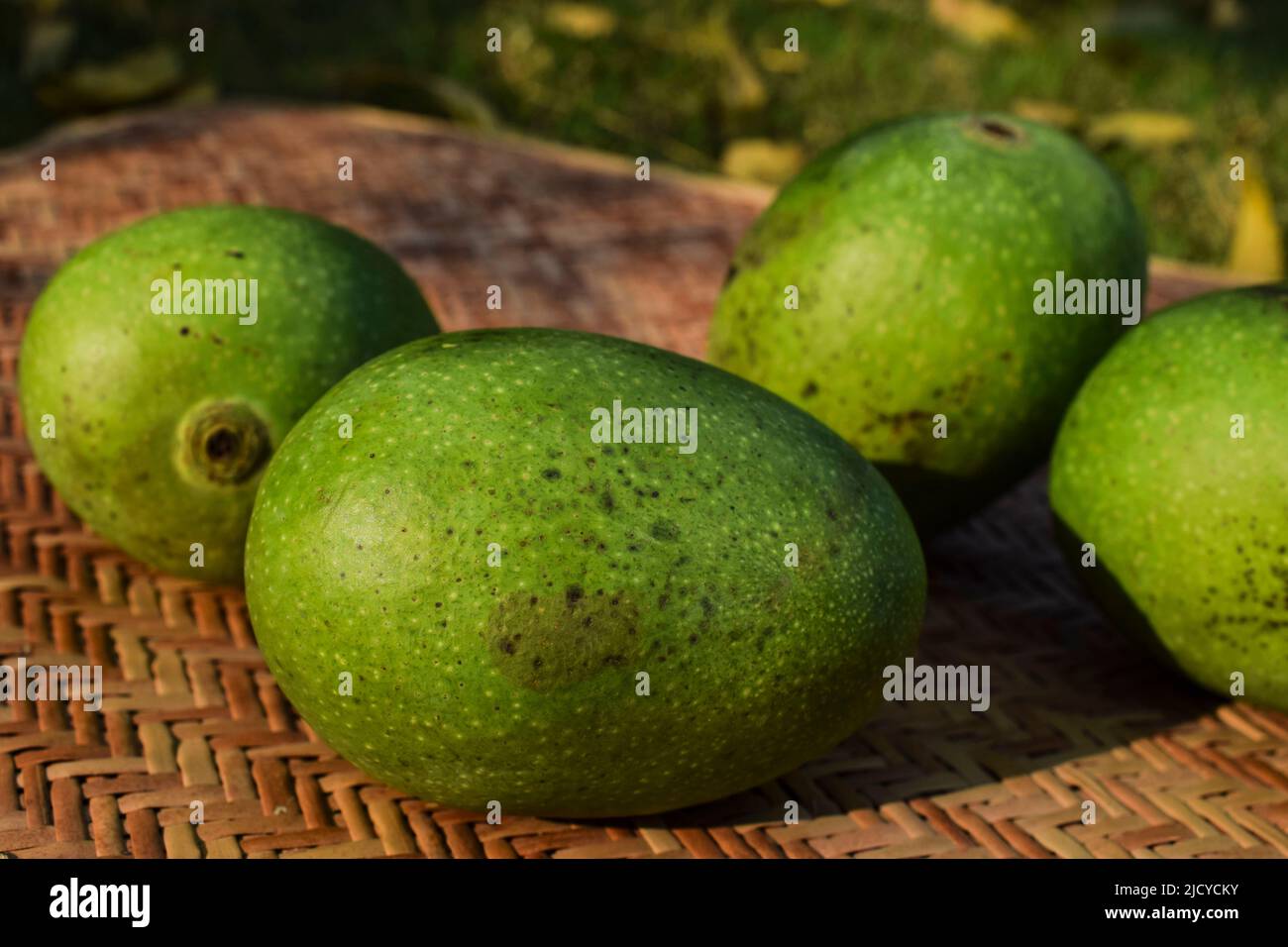 Freshly plucked Green mango fruits on ground. Green mangoes known as ...