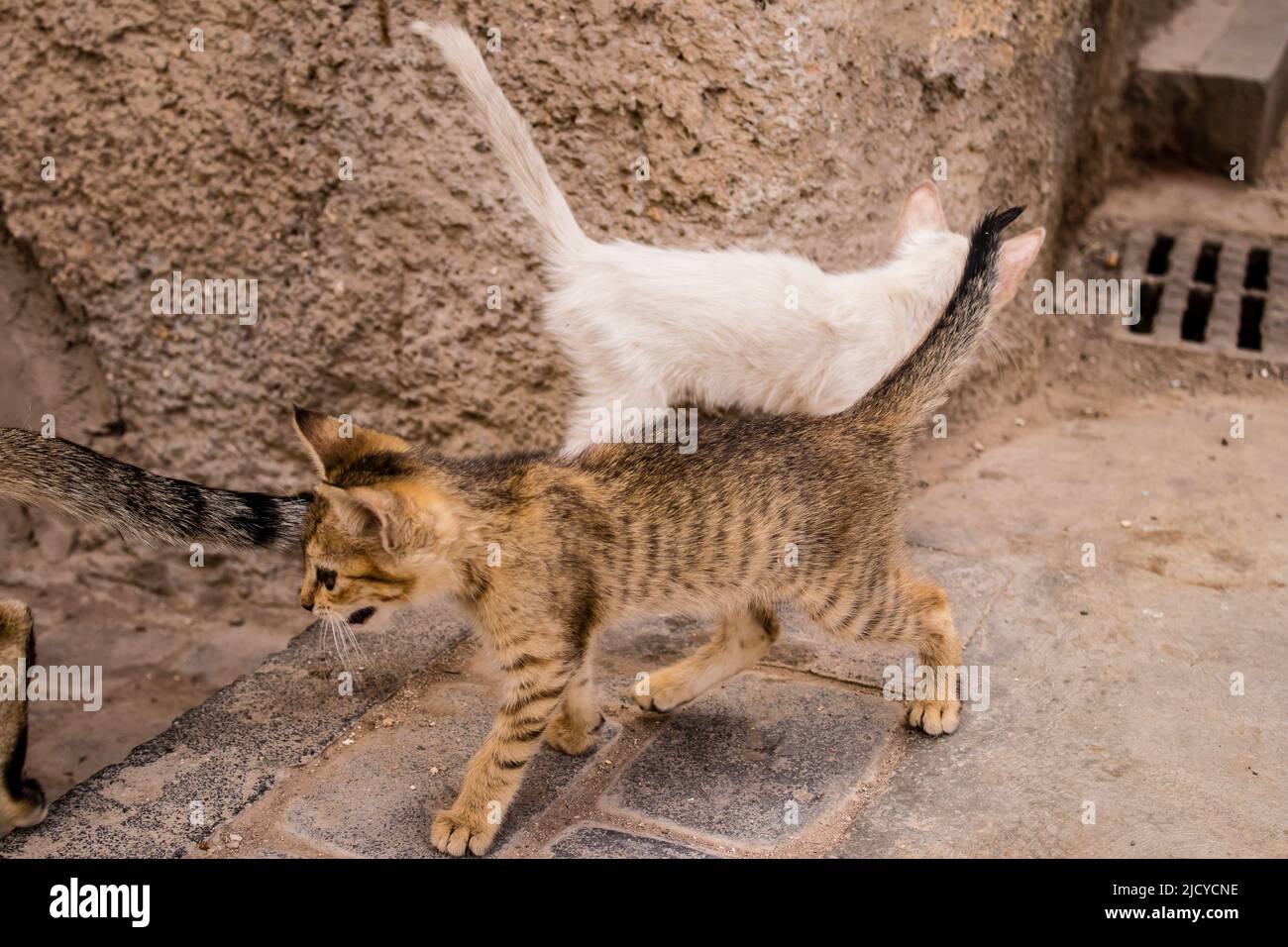Fez, Morocco - June 16, 2022 Domestic cat living in the streets of Fez ...