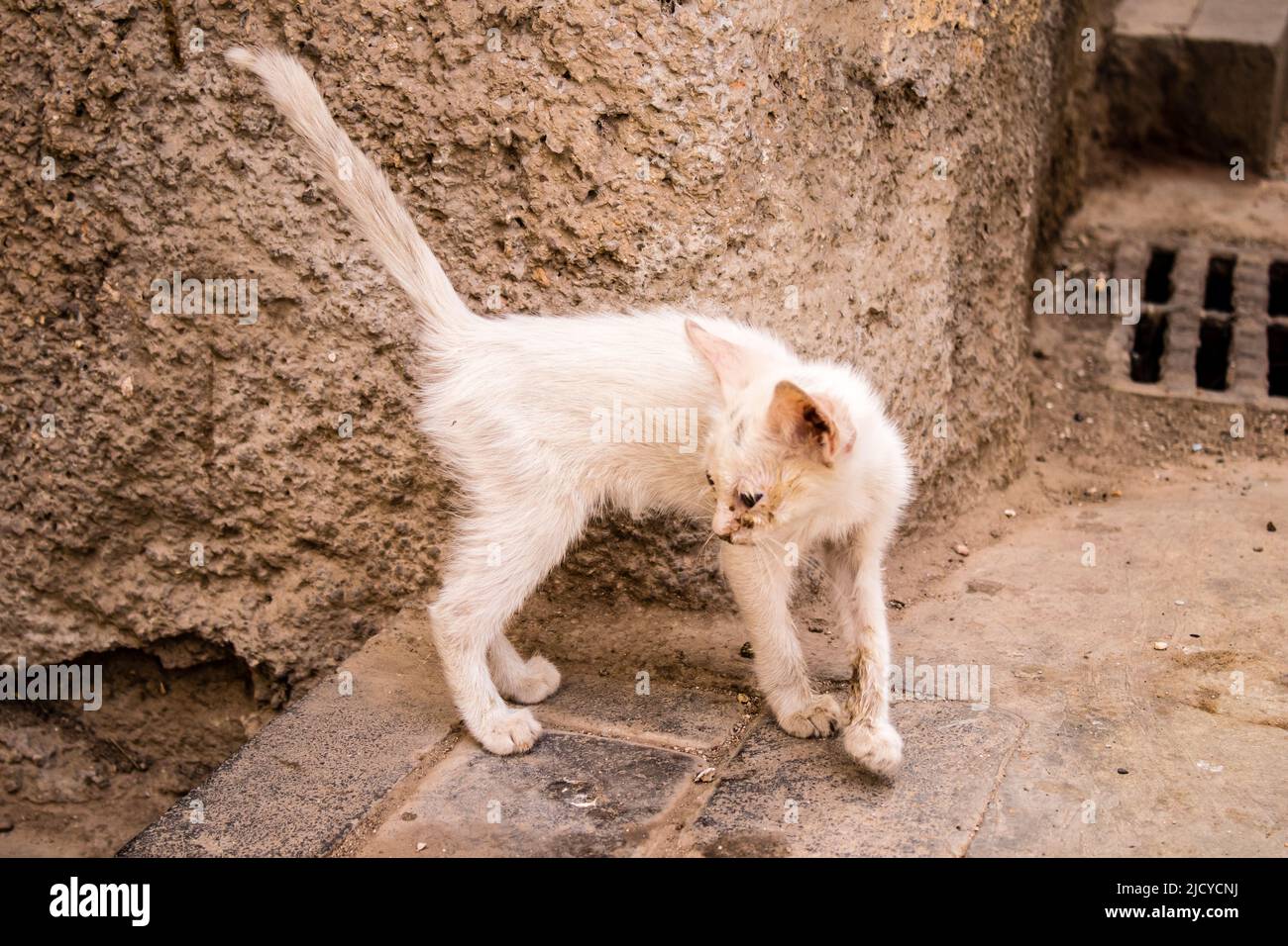 Fez, Morocco - June 16, 2022 Domestic cat living in the streets of Fez ...