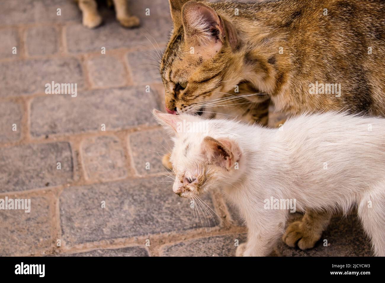 Fez, Morocco - June 16, 2022 Domestic cat living in the streets of Fez ...