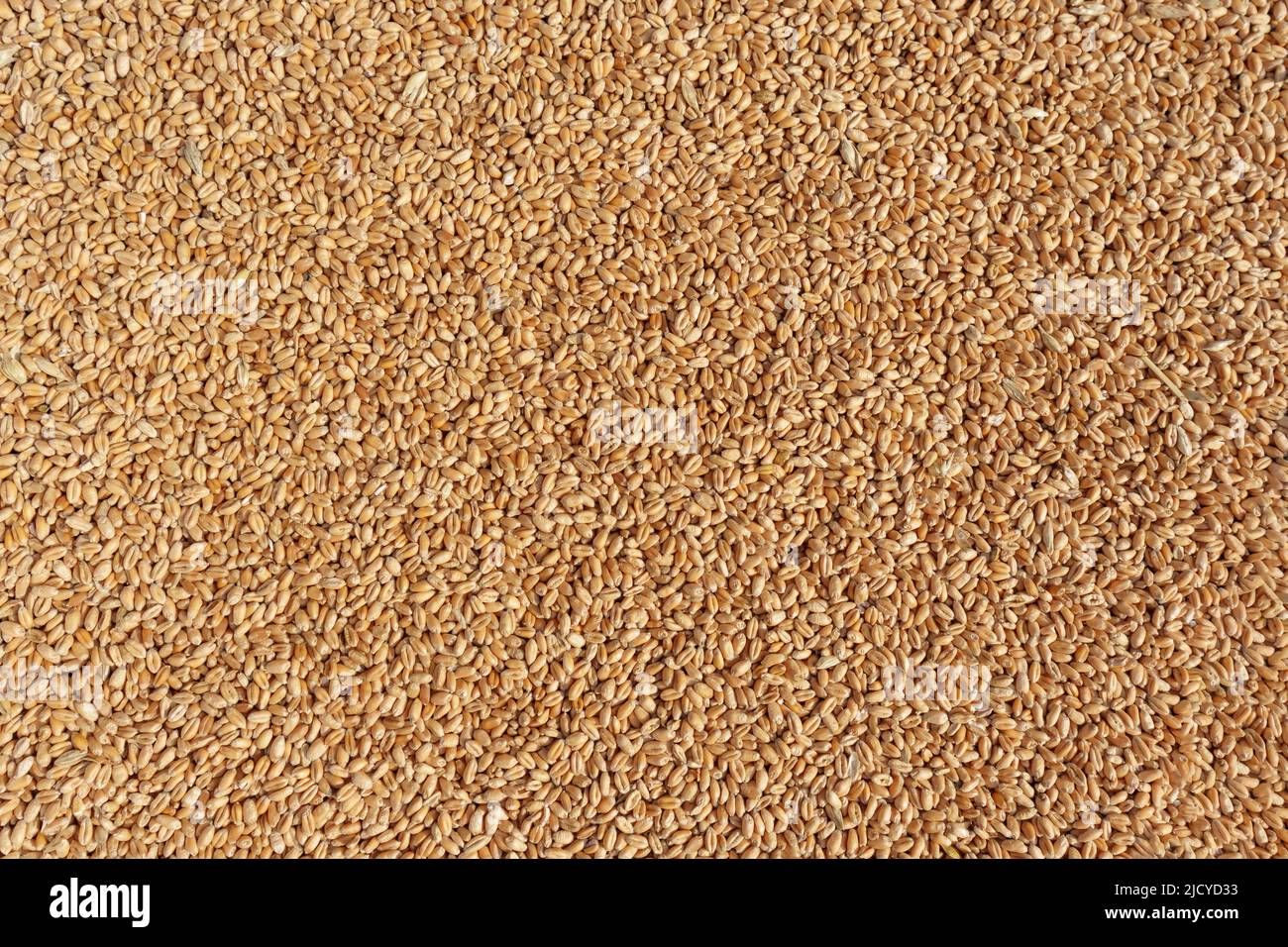 Wheat grains texture, top view. Closeup of harvest of ripe golden wheat ...