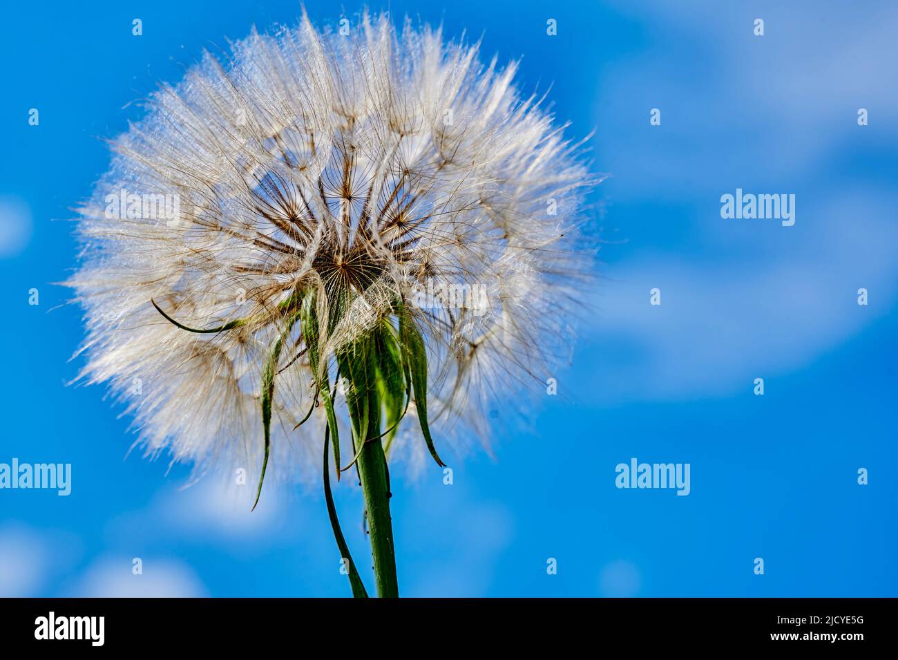 Macro shot of the head of a dandelion (genus Taraxacum) in the sunshine ...