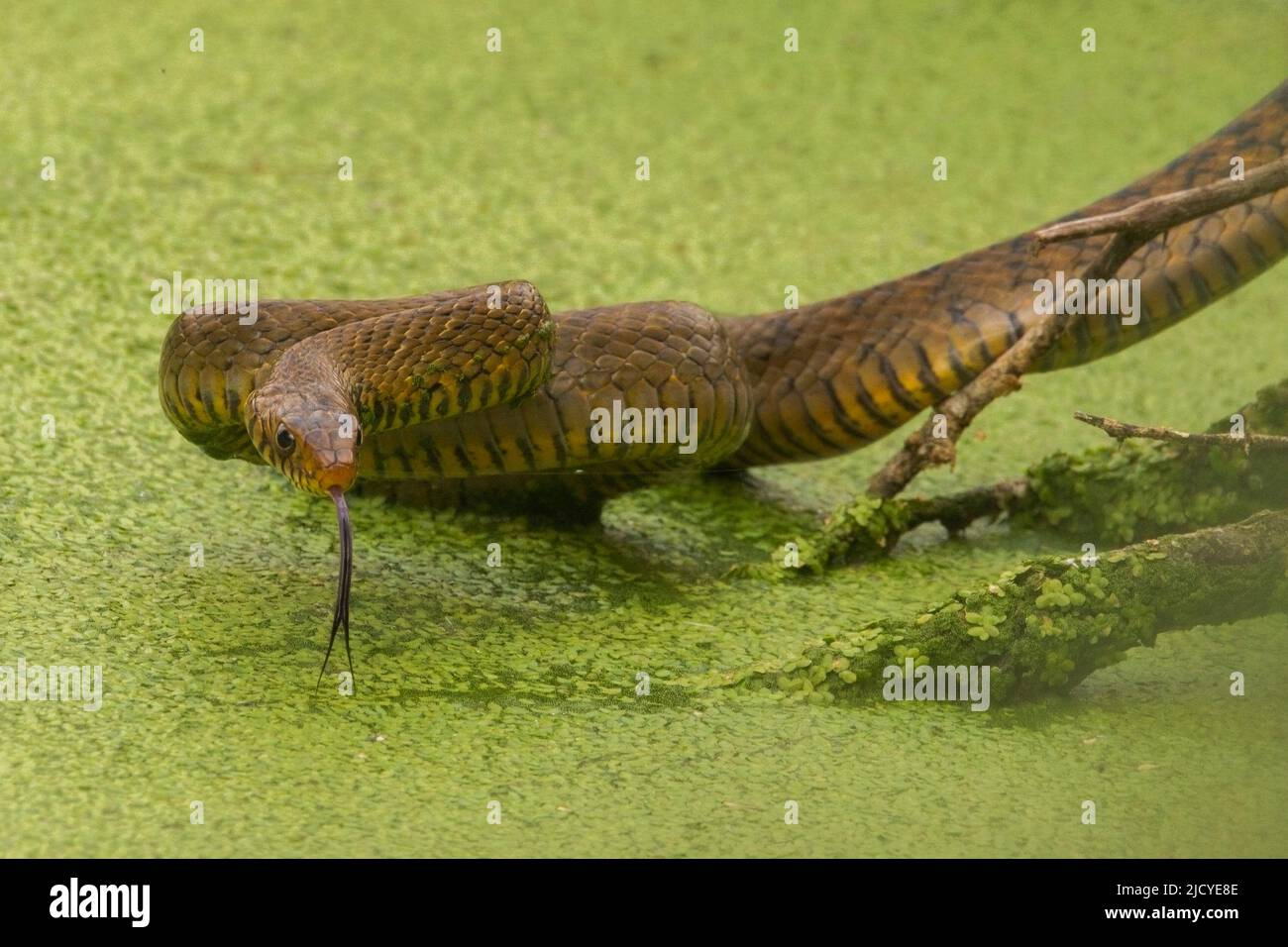 Indian Rat snake (Ptyas mucosa Stock Photo - Alamy