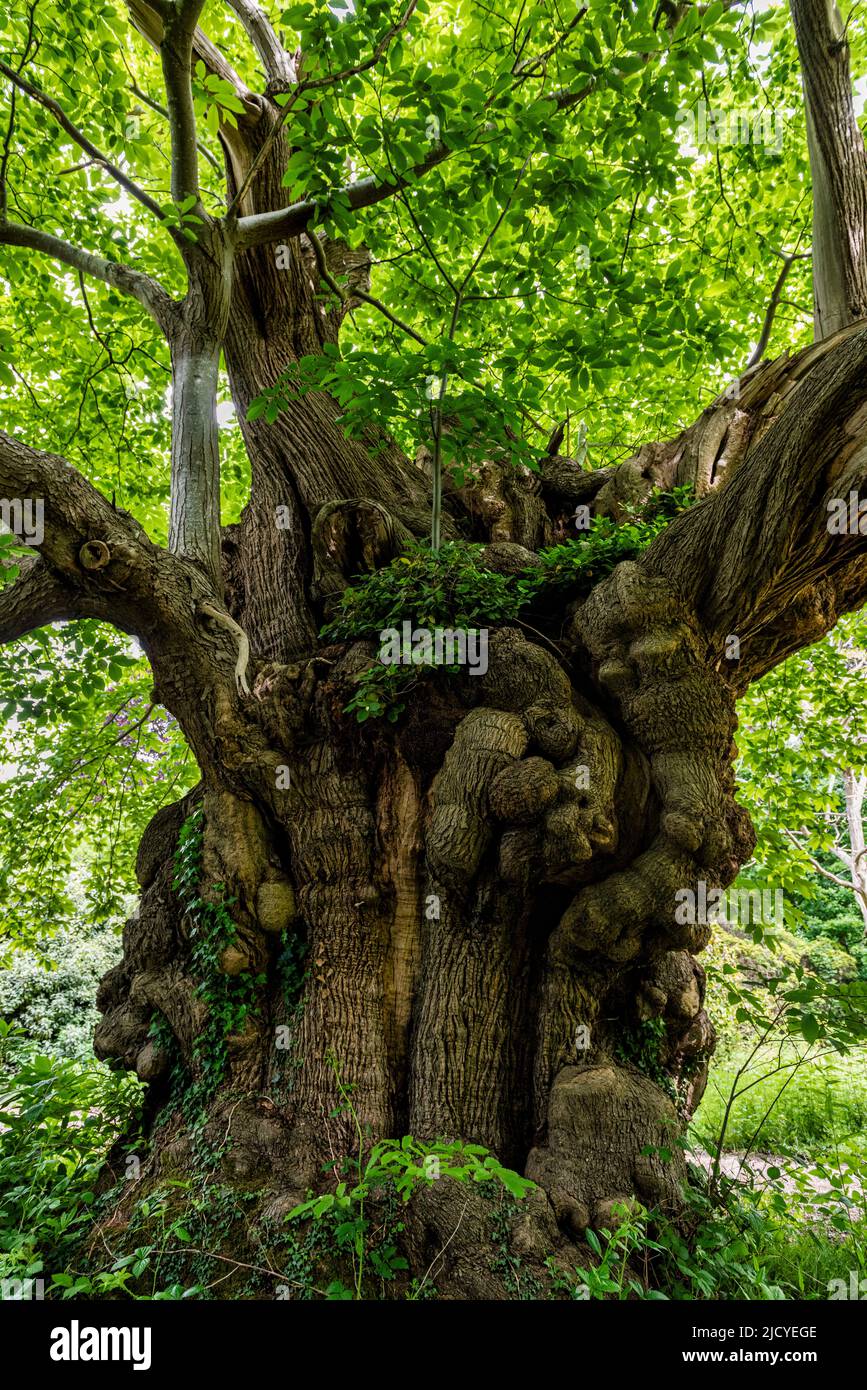 Old chestnut tree hi-res stock photography and images - Alamy