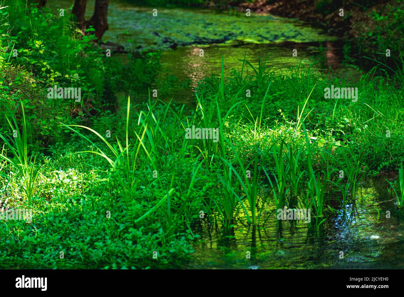 Swampy banks hi-res stock photography and images - Alamy