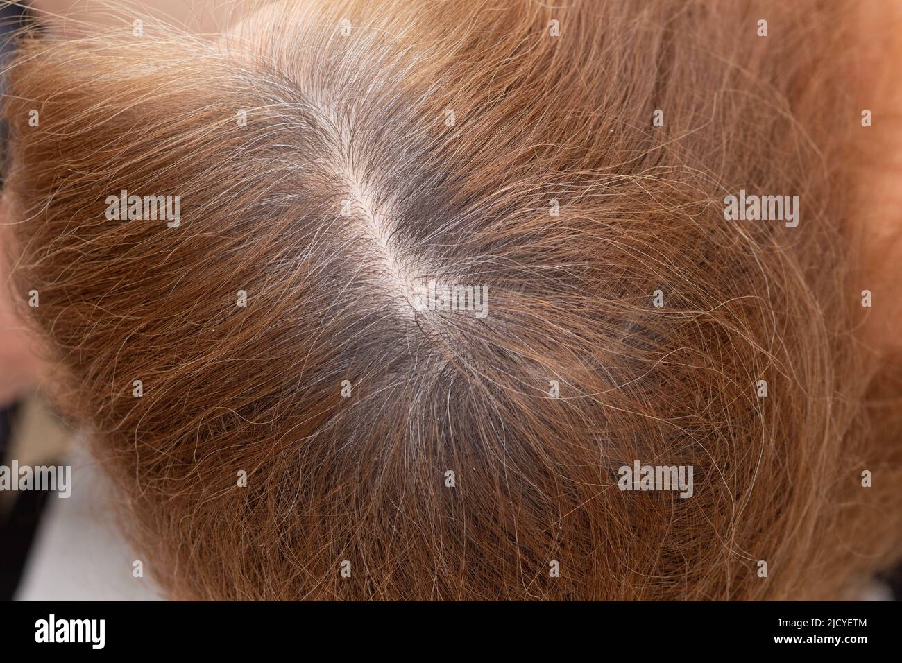 Top view of regrowth root with grey hair on colored reddish colour ...