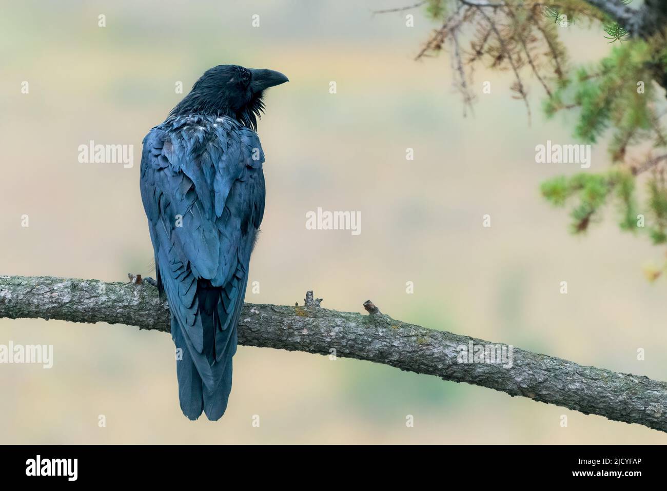 Big raven sitting on a branch in Canadian Rockies. Corvus Corax in ...
