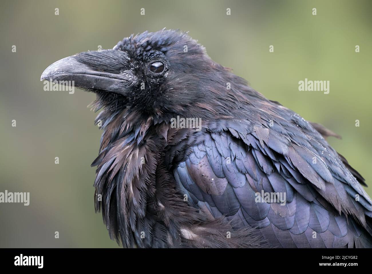 Detail shot of big raven with rgeen background in Canadian Rockies ...