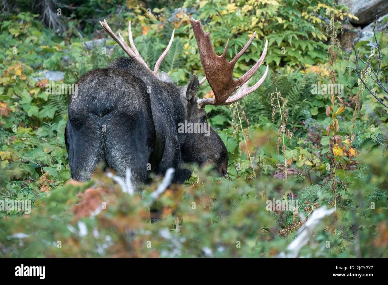 Moose bull with huge antlers walking through a thick bush in the woods ...