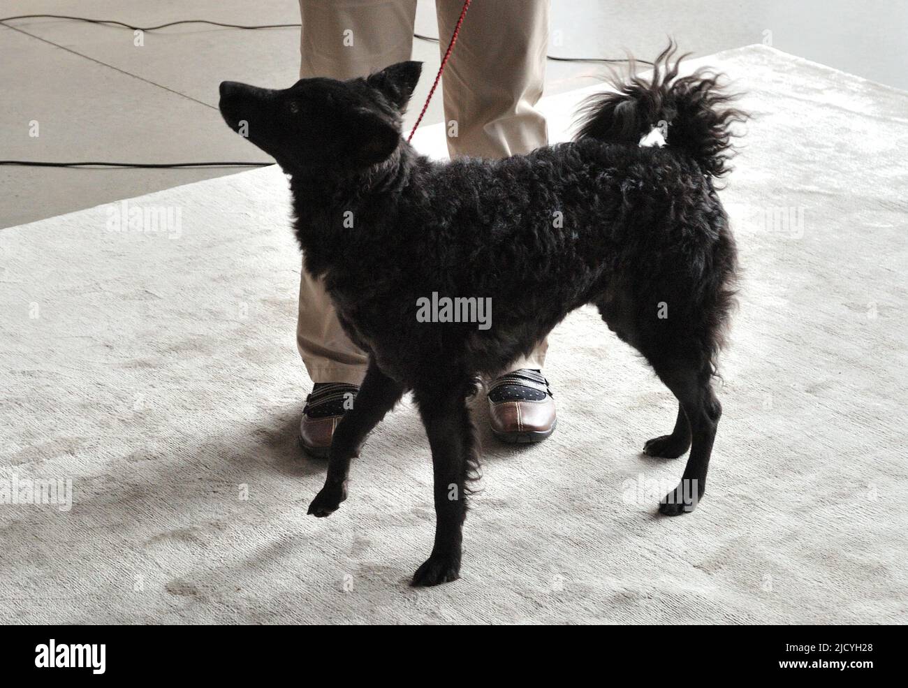 New York, USA. 23rd June, 2022. Mudi breed shown at the Westminster Kennel Club Dog Show press ...
