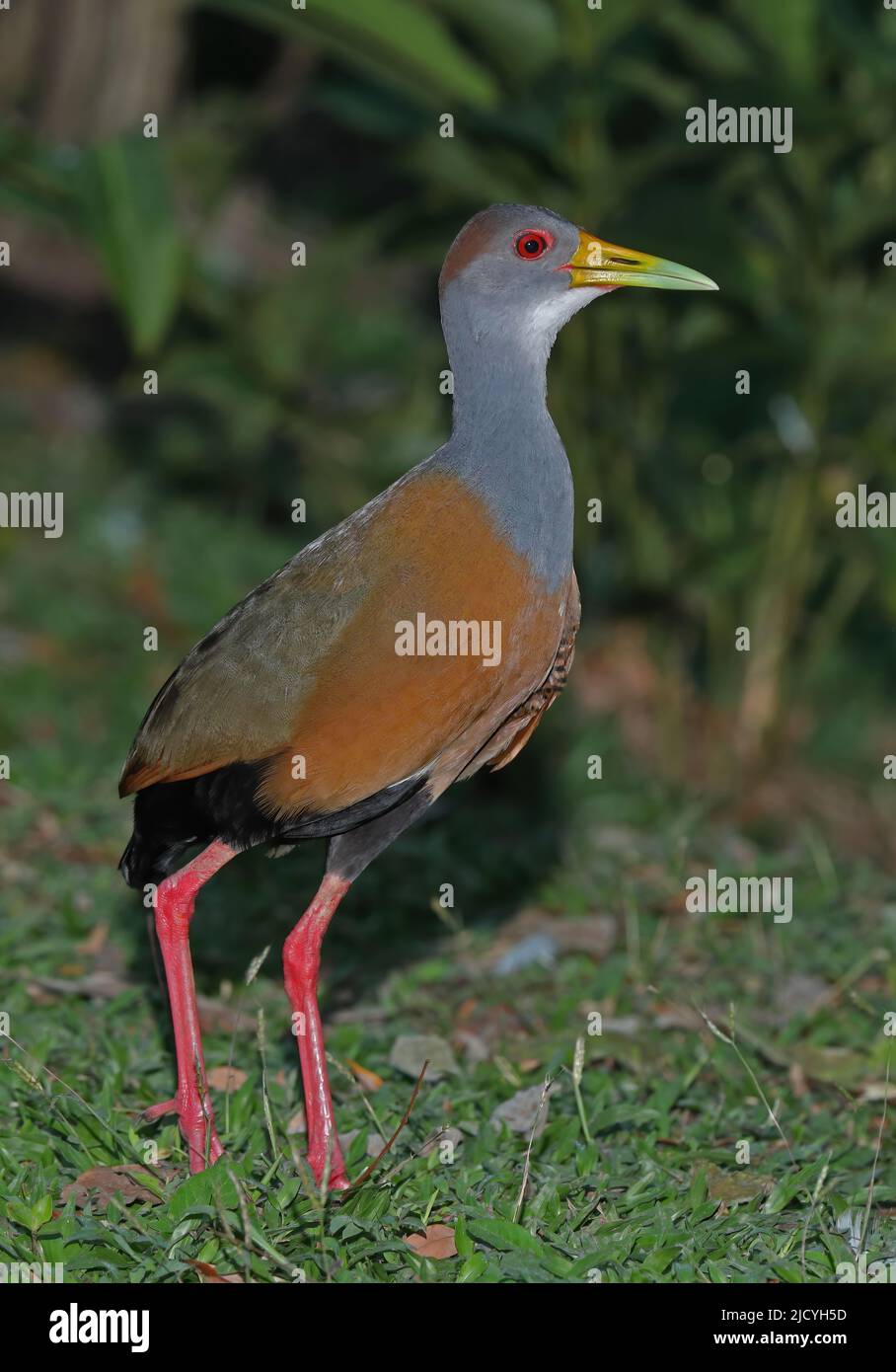 Grey-necked Wood-rail (Aramides cajaneus abiventris) adult walking on ...