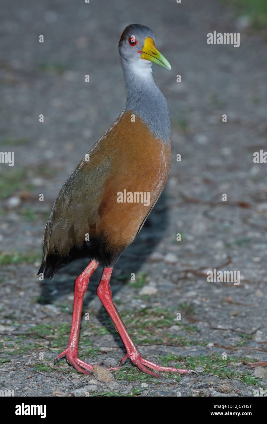 Grey-necked Wood-rail (Aramides cajaneus abiventris) adult walking on ...