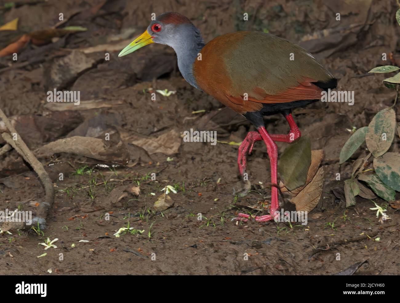 Grey-necked Wood-rail (Aramides cajaneus abiventris) adult walking on ...