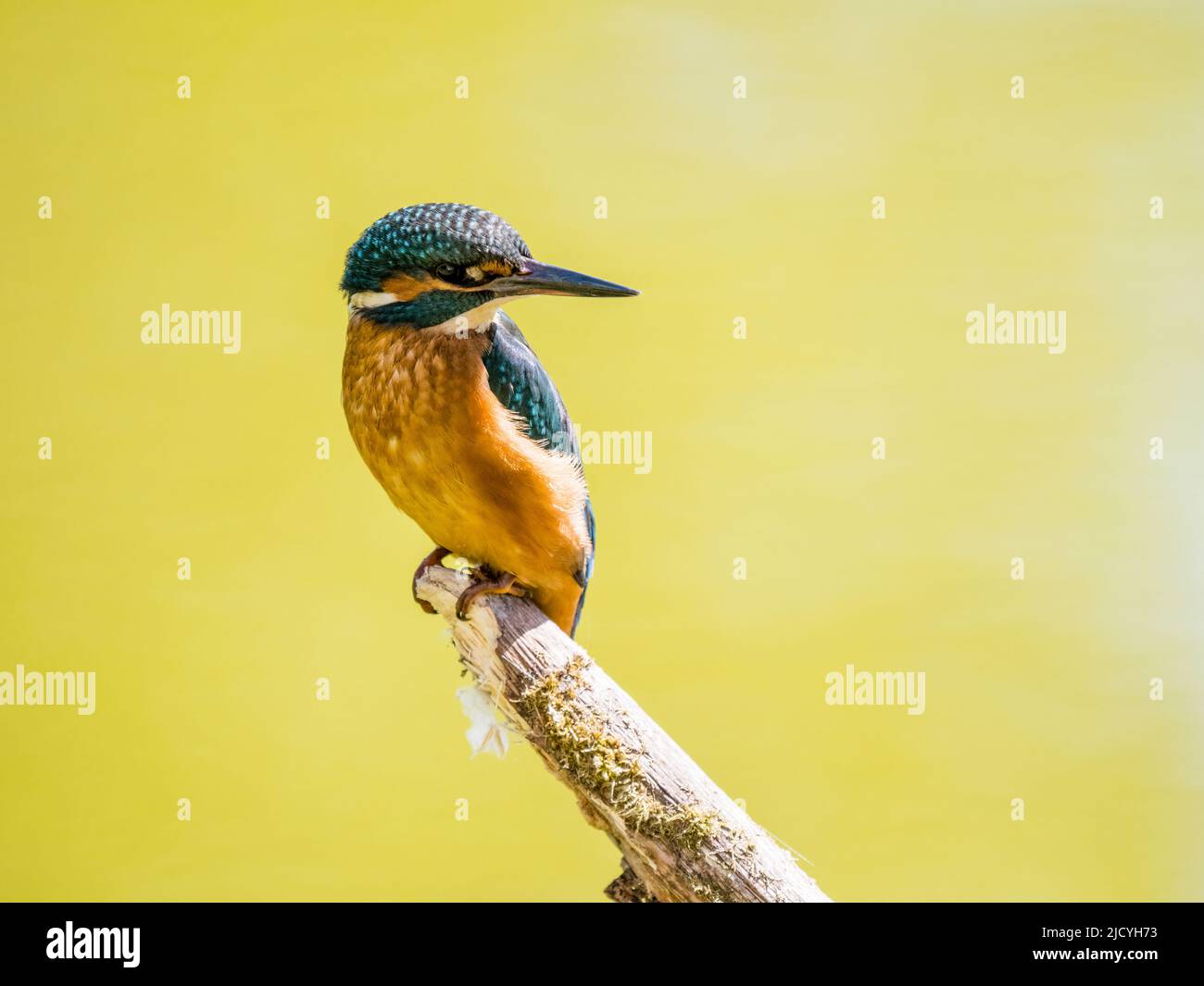 Male kingfisher in spring sunshine in mid Wales Stock Photo - Alamy