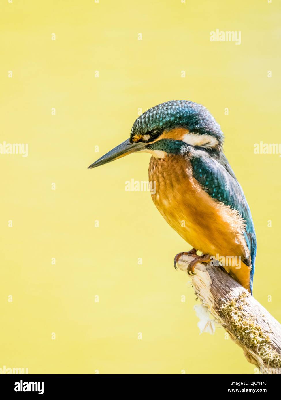 Male kingfisher in spring sunshine in mid Wales Stock Photo - Alamy