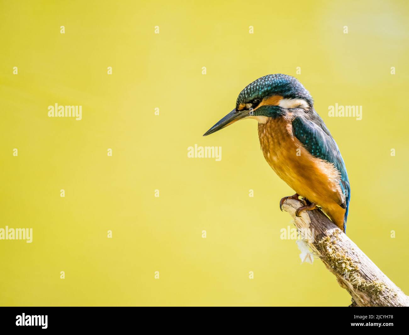 Male kingfisher in spring sunshine in mid Wales Stock Photo - Alamy