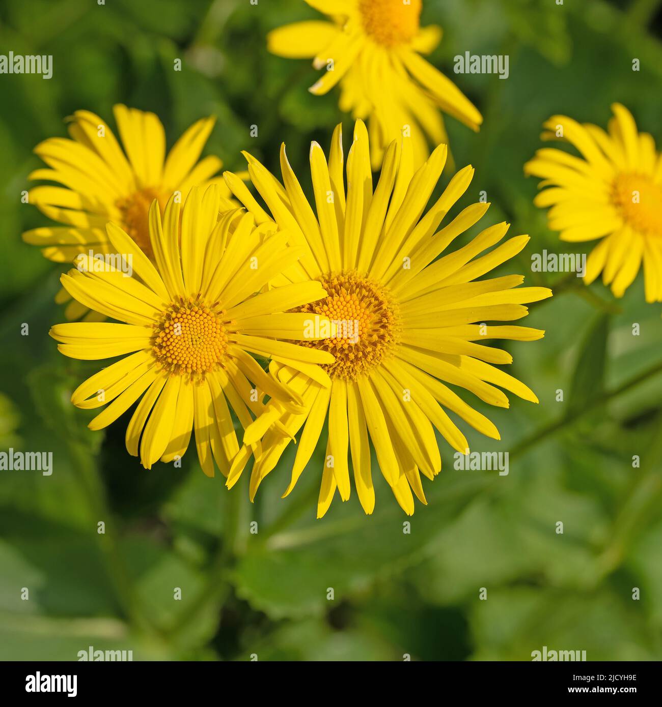 Flowering common balsam, doronicum, in the spring Stock Photo - Alamy