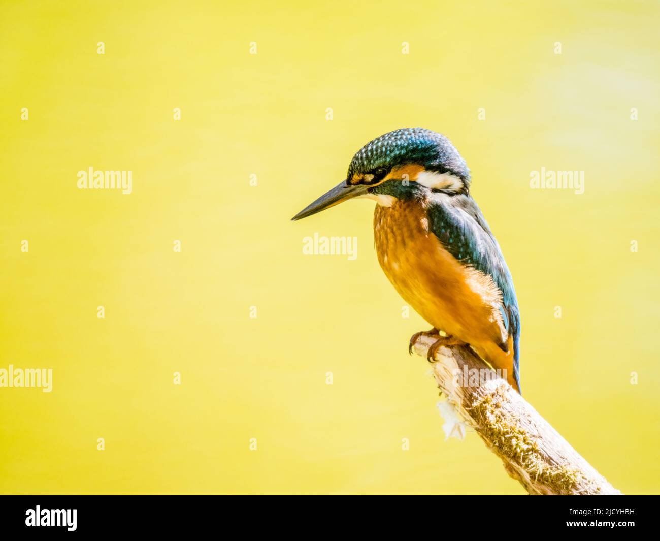 Male kingfisher in spring sunshine in mid Wales Stock Photo - Alamy
